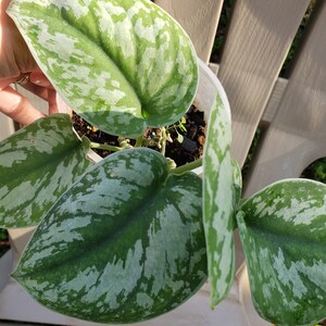 In Pot Live Well-rooted Rare Satin Pothos Silver Philodendron Silvery ...