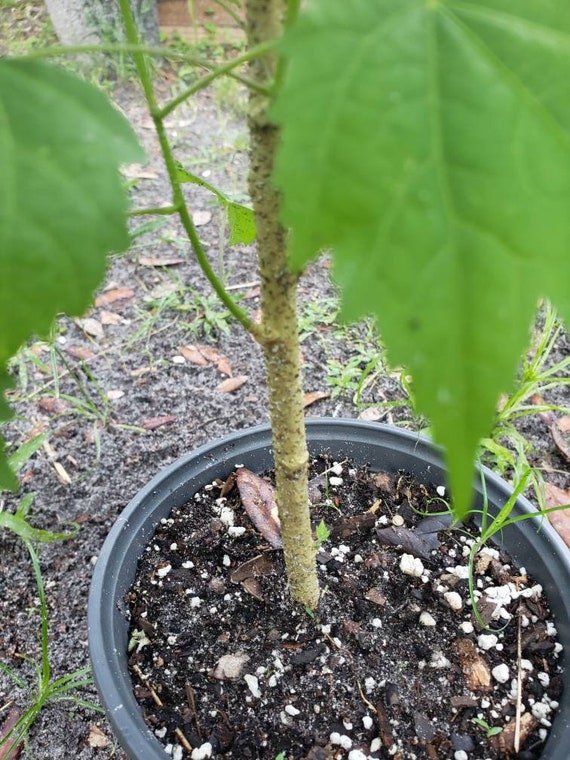 Chinese Lantern Tree