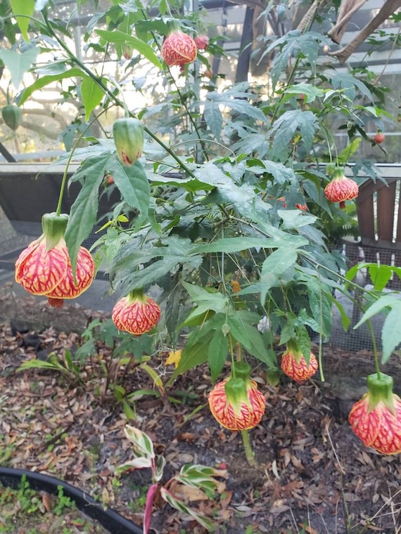 Chinese Lantern Plant Flower