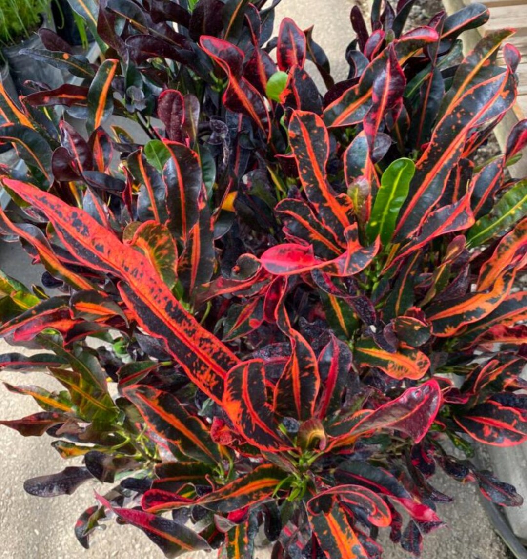 In 4" Pot Croton Mammy Red Codiaeum Varigatum - Etsy