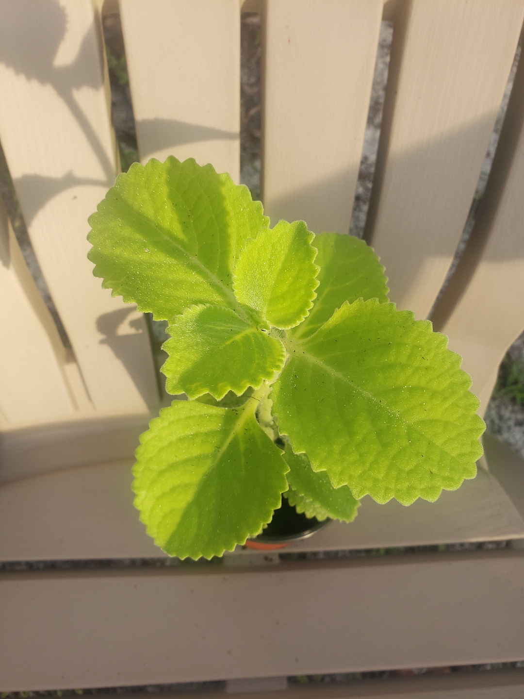 4" Pot Live Plant, Mexican Oregano, Filipino Philippine Kalabo Oregano ...