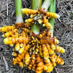 Fresh Turmeric Rhyzomes Roots Edible, Organic - Etsy