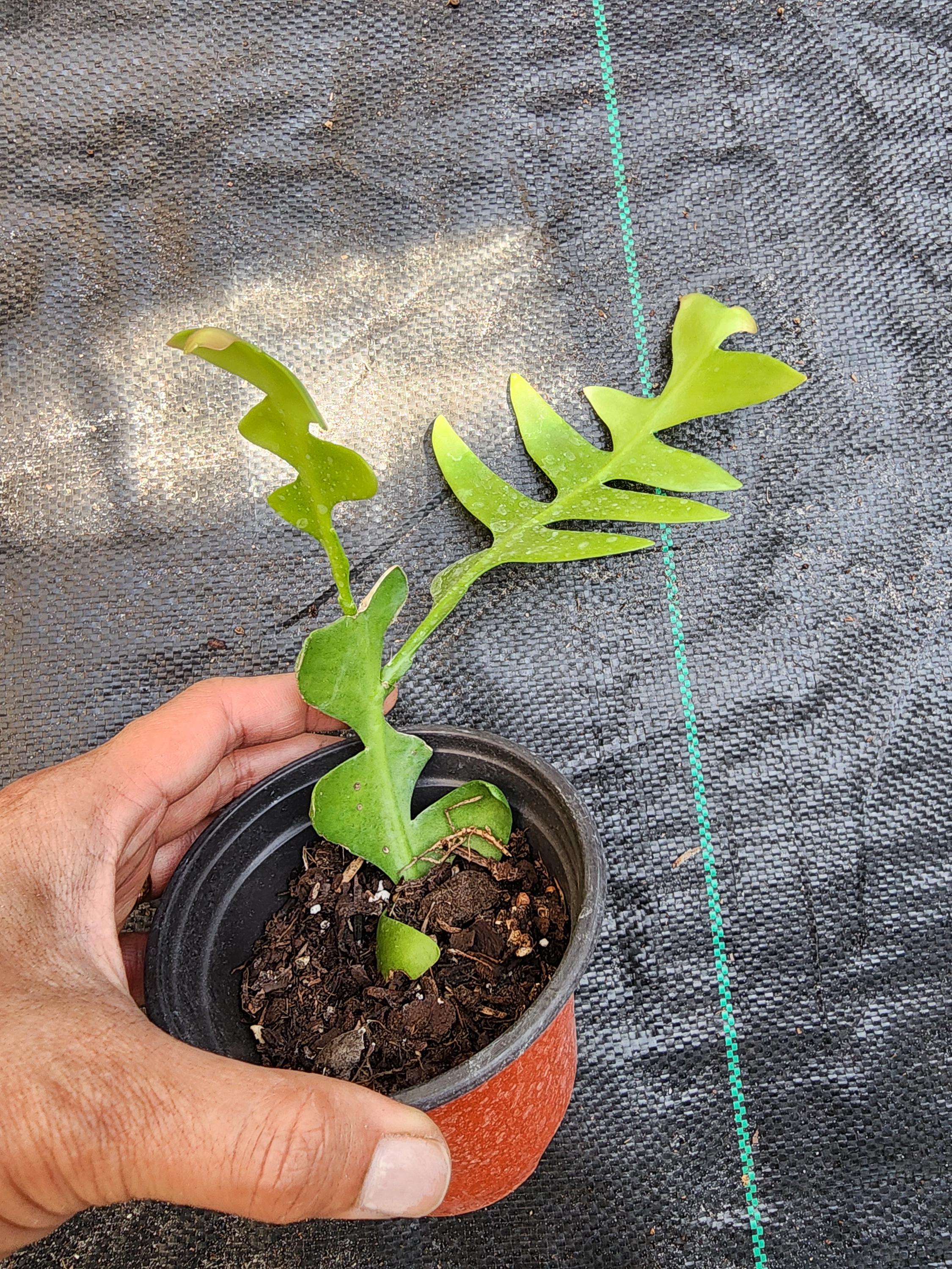 In Pot, Well-rooted Epiphyllum Chrysocardium Shark Tooth Cactus - Etsy