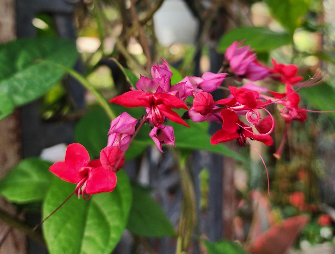 Live Well-rooted Java Red Bleeding Heart Vine Clerodendrum Delectum - Etsy
