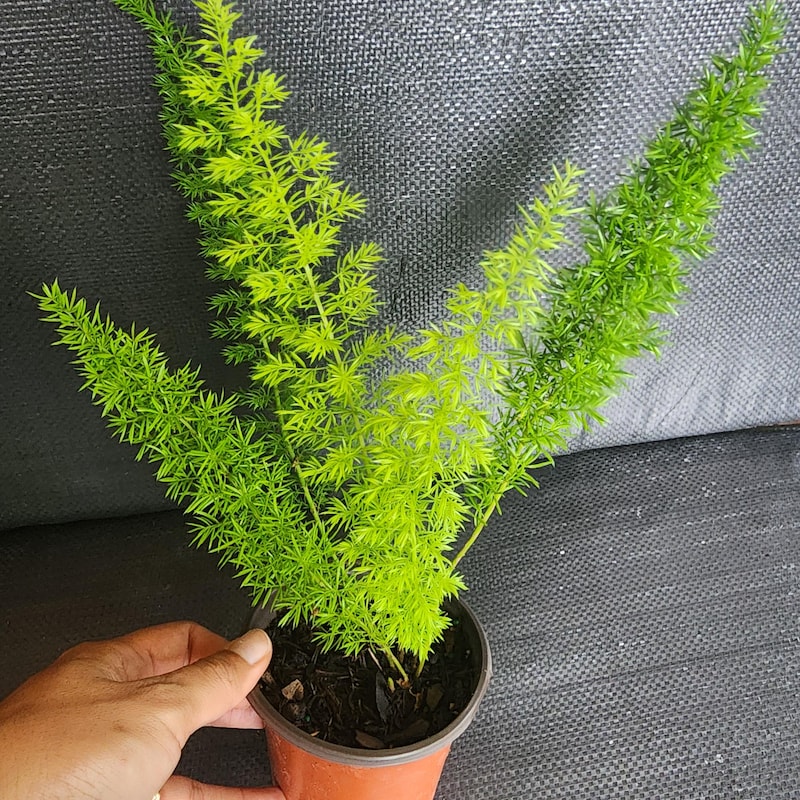 Foxtail Fern Plant - Etsy