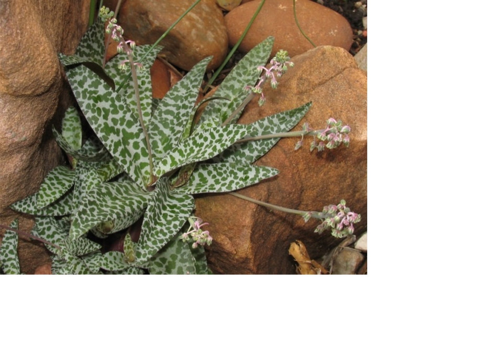 4"pot Rooted Silver Squill Ledebouria Socialis Leopard Rare Succulent ...