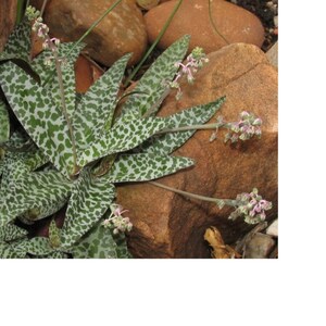 4"pot Rooted Silver Squill Ledebouria Socialis Leopard Rare Succulent ...