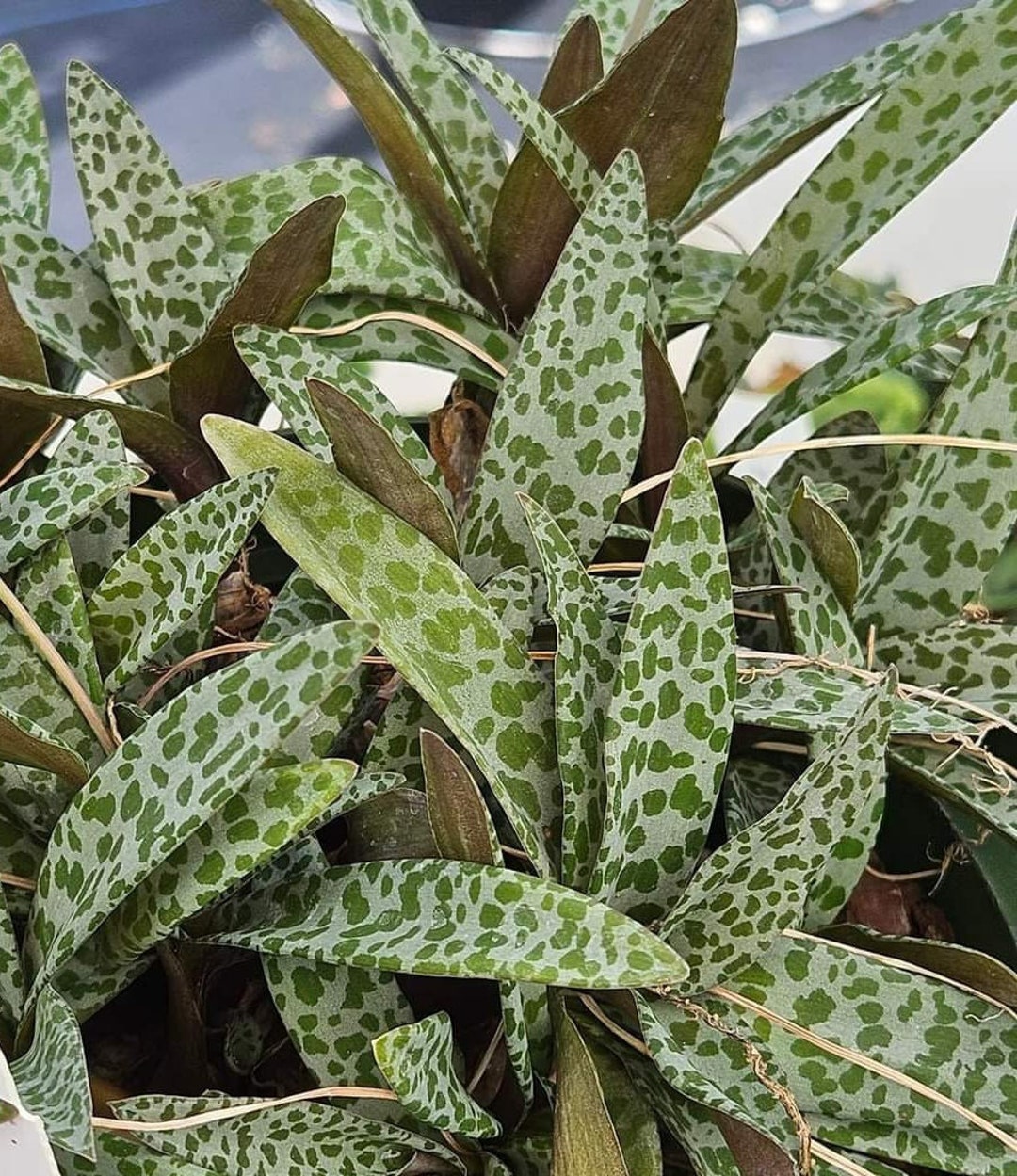 4"pot Rooted Silver Squill Ledebouria Socialis Leopard Rare Succulent ...