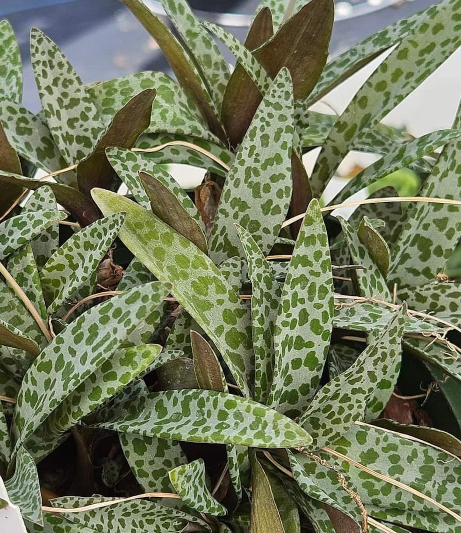 4"pot Rooted Silver Squill Ledebouria Socialis Leopard Rare Succulent ...