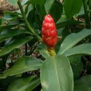 In Pot Live Well-rooted Insulin Plant, Spiral Ginger, Red Button Ginger in Pot 10-30 Inches Tall ...