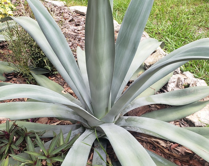 In Pot Live Well-rooted Blue American Agave Century Plant - Etsy