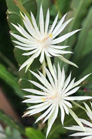 In Pot Rooted Rare Hookeri Epiphyllum Plant Hooker's Orchid Cactus - Etsy