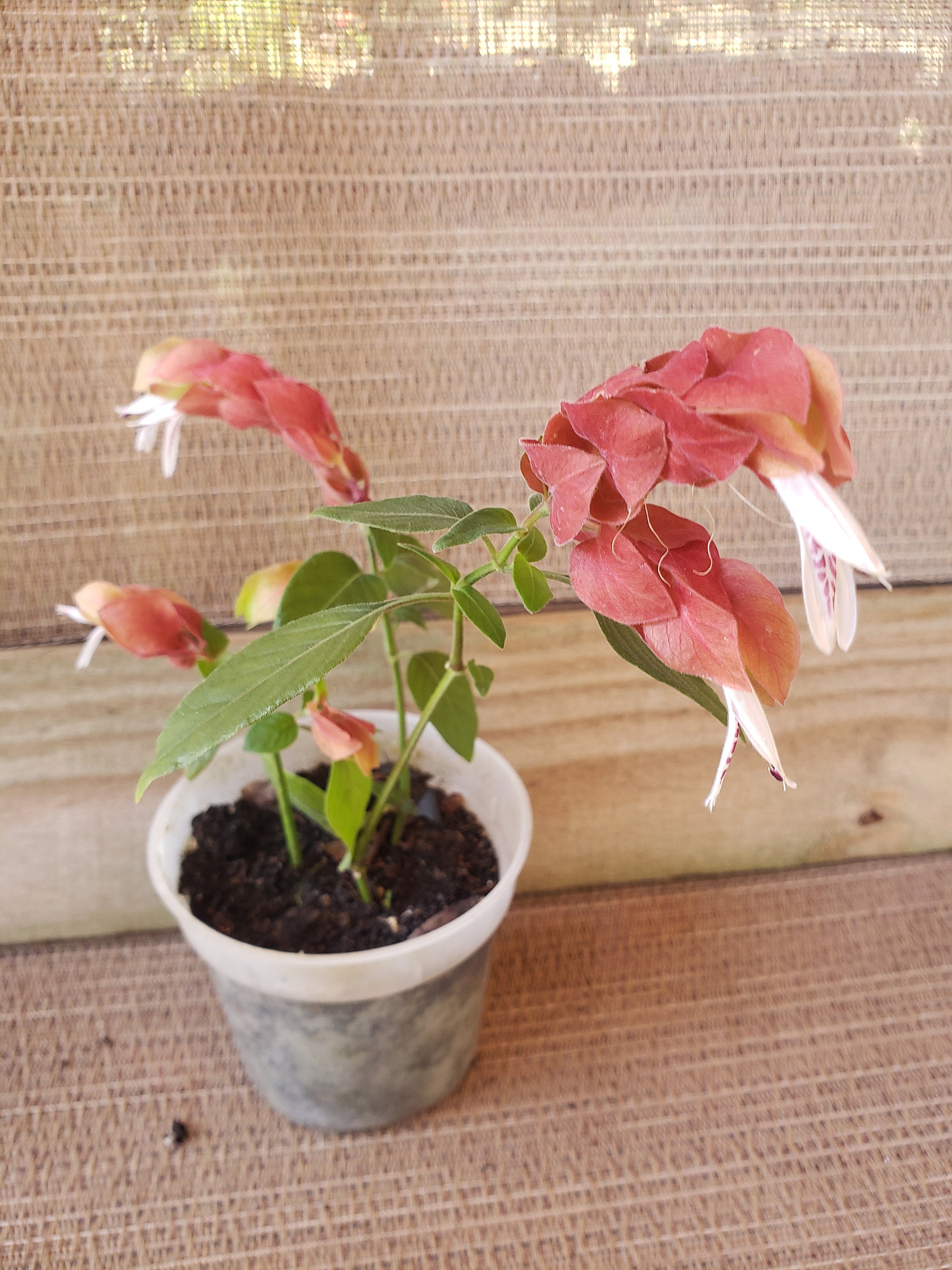 In 4 Inch Pot, Live Well-rooted Justicia Brandegeana Shrimp Plant ...
