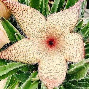 In Pot Rooted Rare Star Fish Cactus Stapelia Gigantica Spineless - Etsy