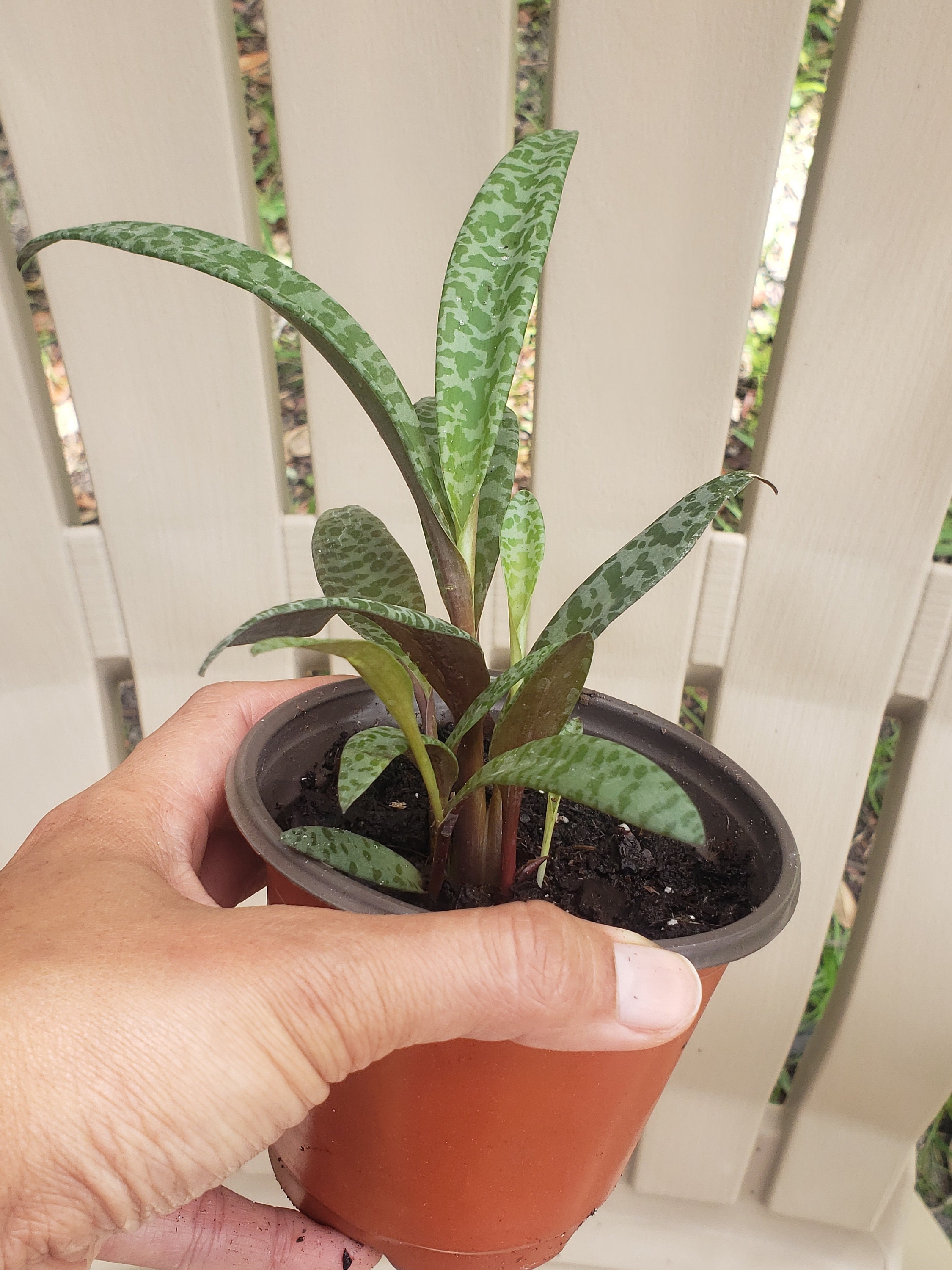 4"pot Rooted Silver Squill Ledebouria Socialis Leopard Rare Succulent ...