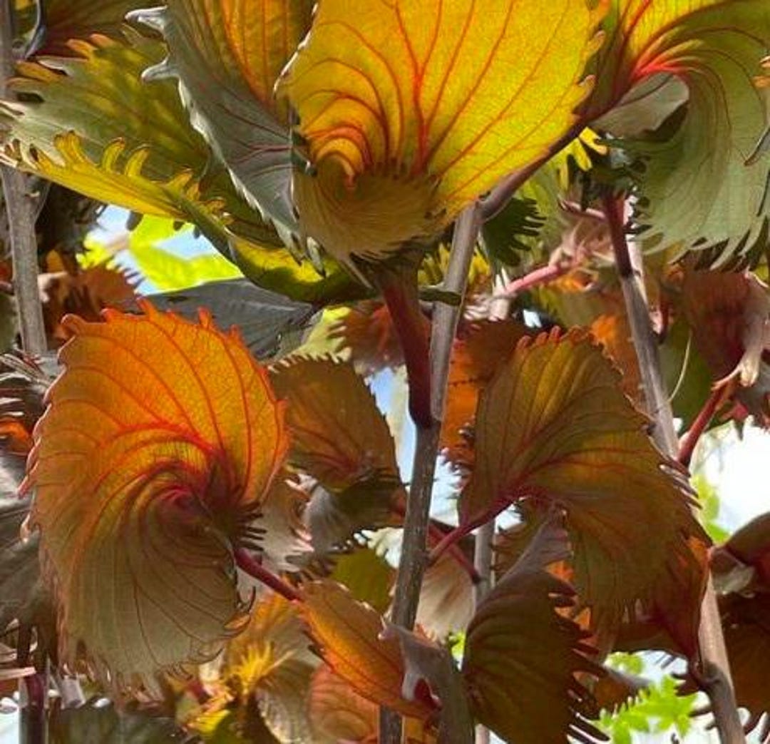 In Pot, Rooted Rare Copper Leaf Moorea Acalypha Wilkesiana 'moorea ...