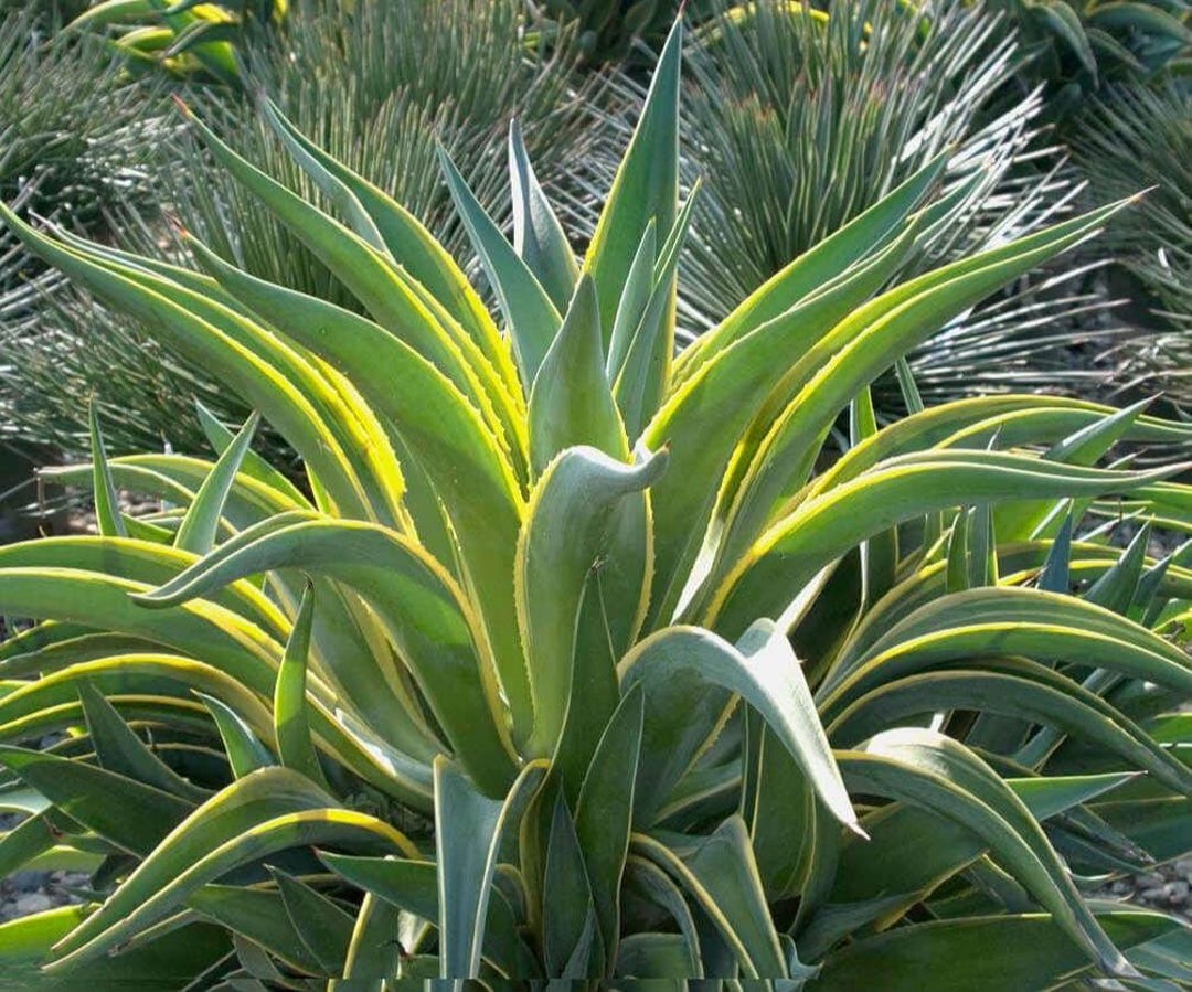 In Pot Variegated Blue American Agave Century Plant - Etsy