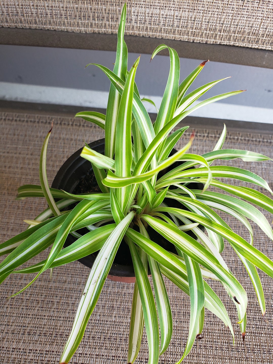 4" Pot Spider Plant, Ribbon Plant, Spider-ivy - Etsy