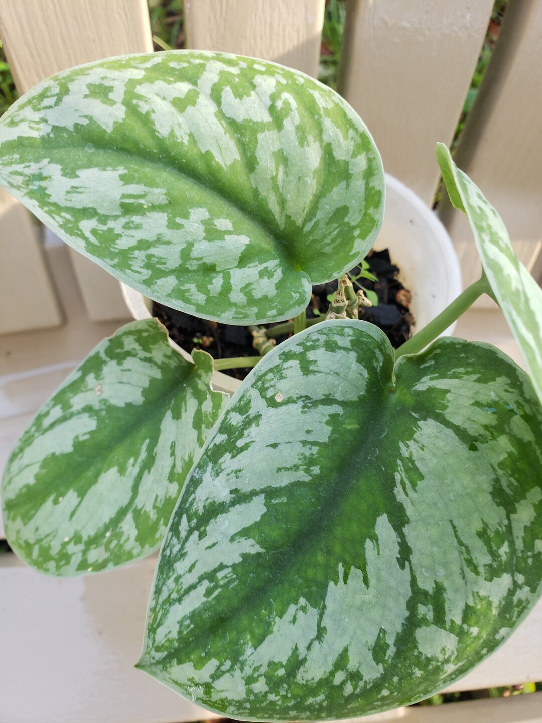 In Pot Live Well-rooted Rare Satin Pothos Silver Philodendron Silvery ...