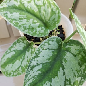 In Pot Live Well-rooted Rare Satin Pothos Silver Philodendron Silvery ...