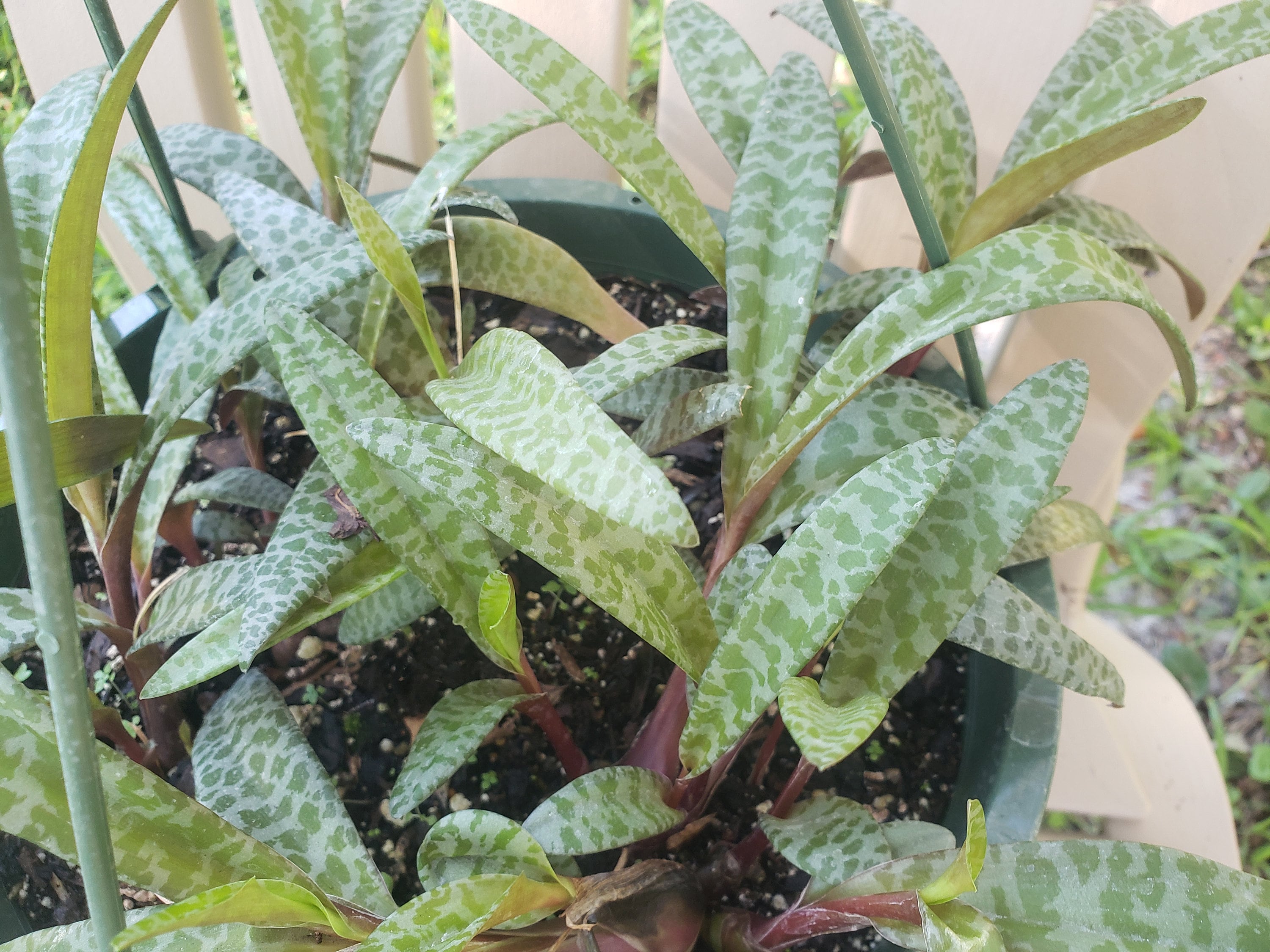 4"pot Rooted Silver Squill Ledebouria Socialis Leopard Rare Succulent ...