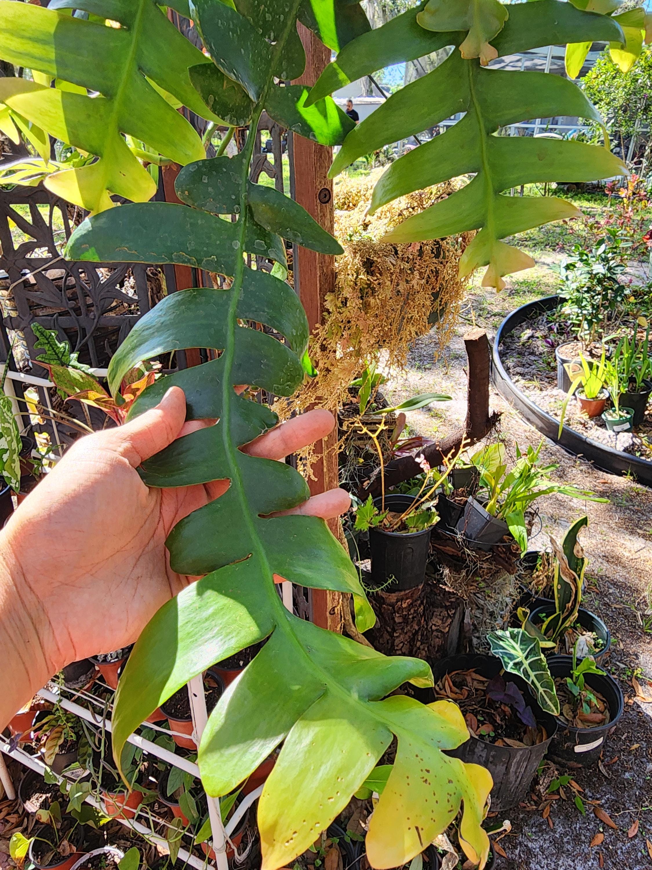 In Pot, Well-rooted Epiphyllum Chrysocardium Shark Tooth Cactus - Etsy