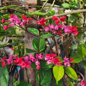 Live Well-rooted Java Red Bleeding Heart Vine Clerodendrum Delectum - Etsy