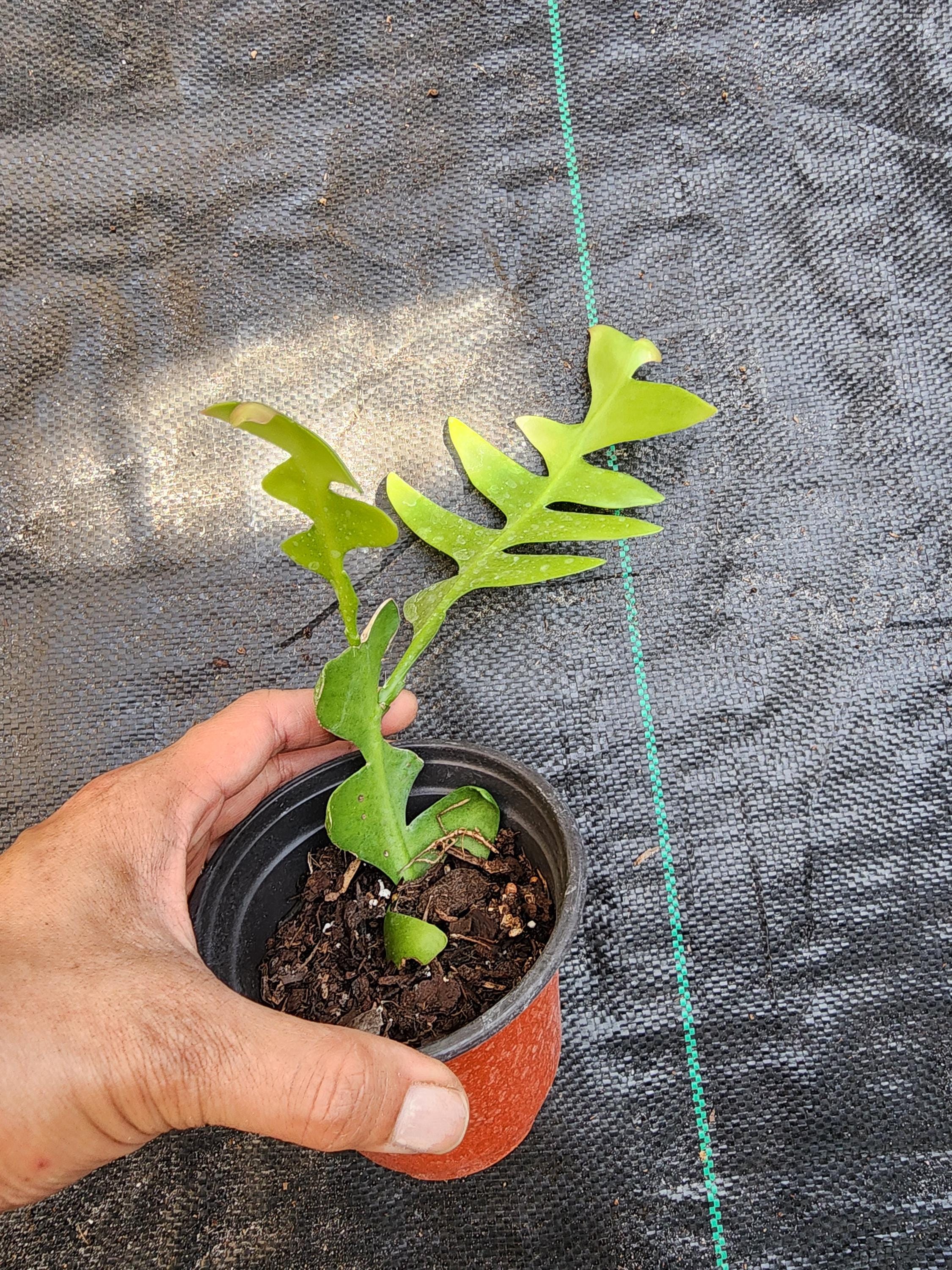 In Pot, Well-rooted Epiphyllum Chrysocardium Shark Tooth Cactus - Etsy