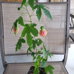 IN POT Live Plant From Cuttings, Chinese Lantern, Tiger Eye Abutilon ...