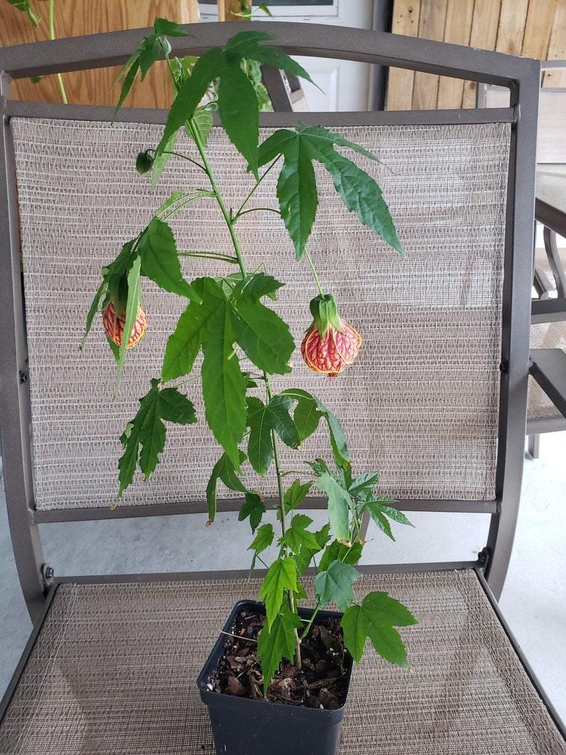 IN POT Live Plant From Cuttings Chinese Lantern Tiger Eye - Etsy