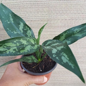 Chinese Evergreen Maria Plant - Etsy
