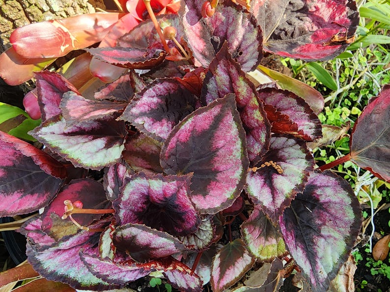 4" Pot Rare Variegated Begonia Rex "red Heart" Plant Painted Leaf Fancy ...