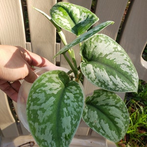 In Pot Live Well-rooted Rare Satin Pothos Silver Philodendron Silvery ...