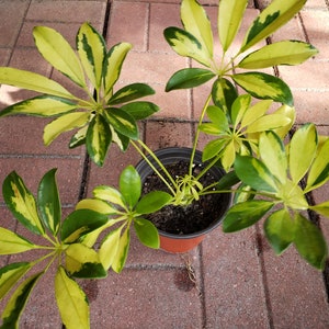 In Pot Live Well-rooted Variegated Umbrella Tree Schefflera Arboricola ...