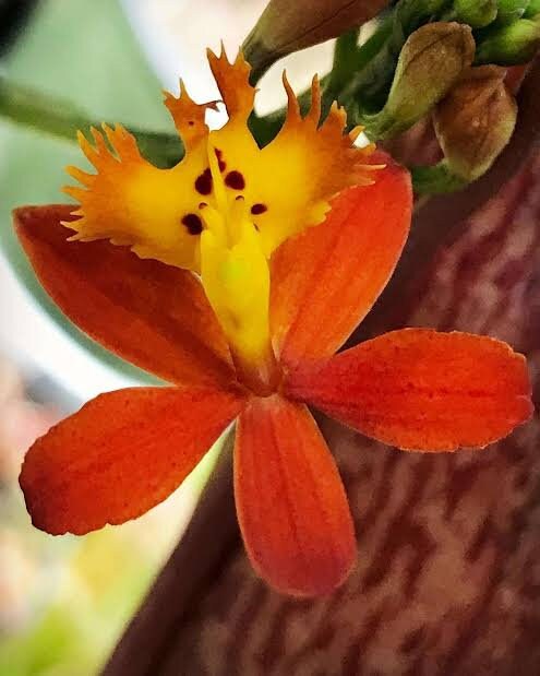 In Pot, Well-rooted Reed Orchid Epidendrum Radicans Fire Star Orchid - Etsy