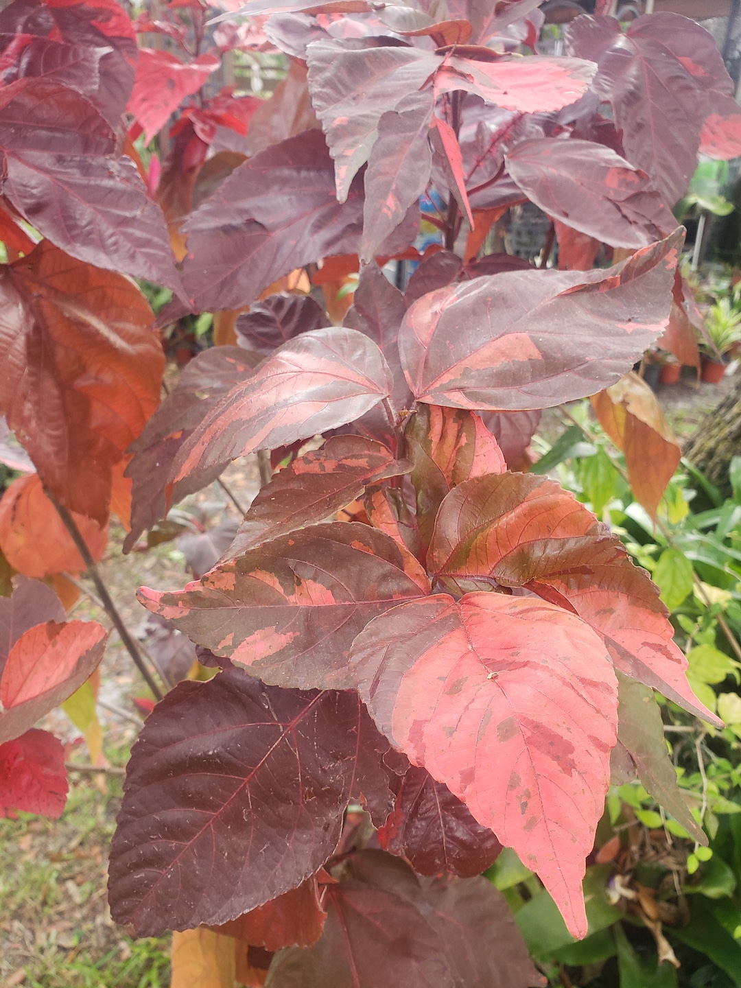 In Pot, Well-rooted Copper Leaf Jacob's Coat Plant Acalypha Wilkesiana ...