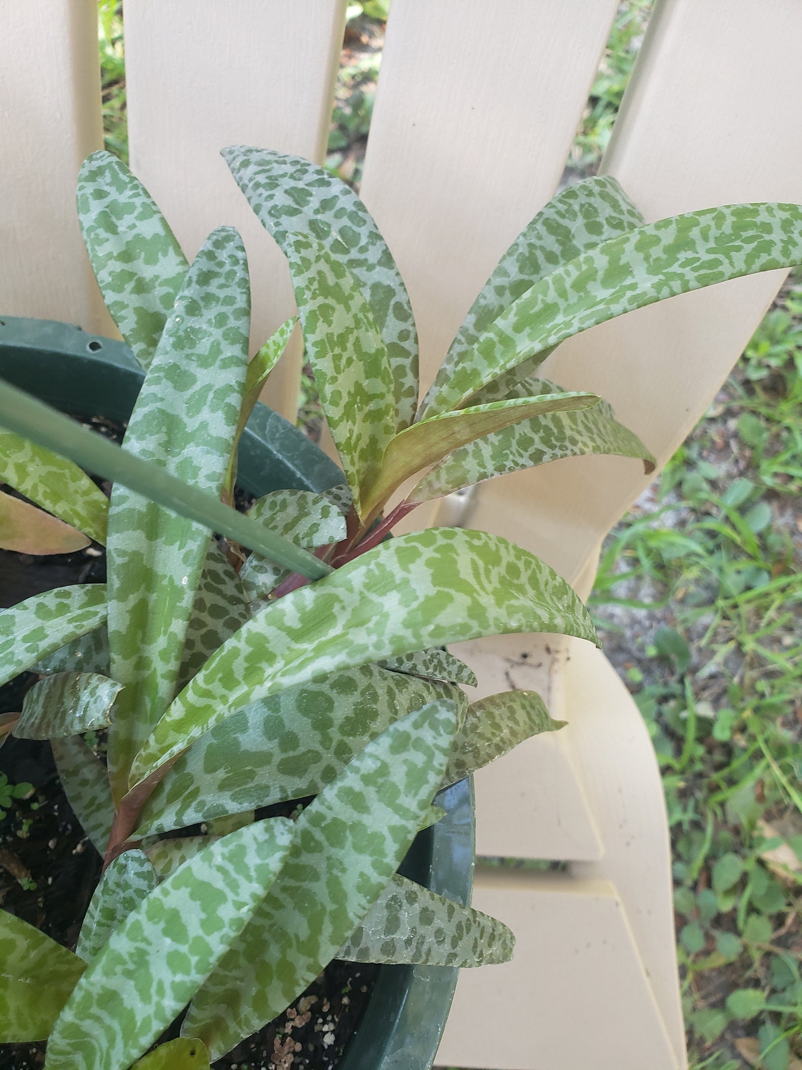 4"pot Rooted Silver Squill Ledebouria Socialis Leopard Rare Succulent ...