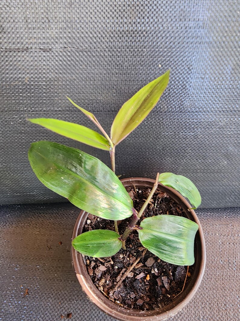 In Pot, Rare Weeping Hawaiian Blue Ginger Ready to Bloom Dichorisandra ...