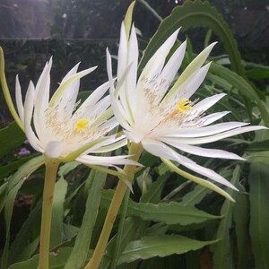 In Pot Rooted Rare Hookeri Epiphyllum Plant Hooker's Orchid Cactus - Etsy