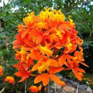 In Pot, Well-rooted Reed Orchid Epidendrum Radicans Fire Star Orchid - Etsy