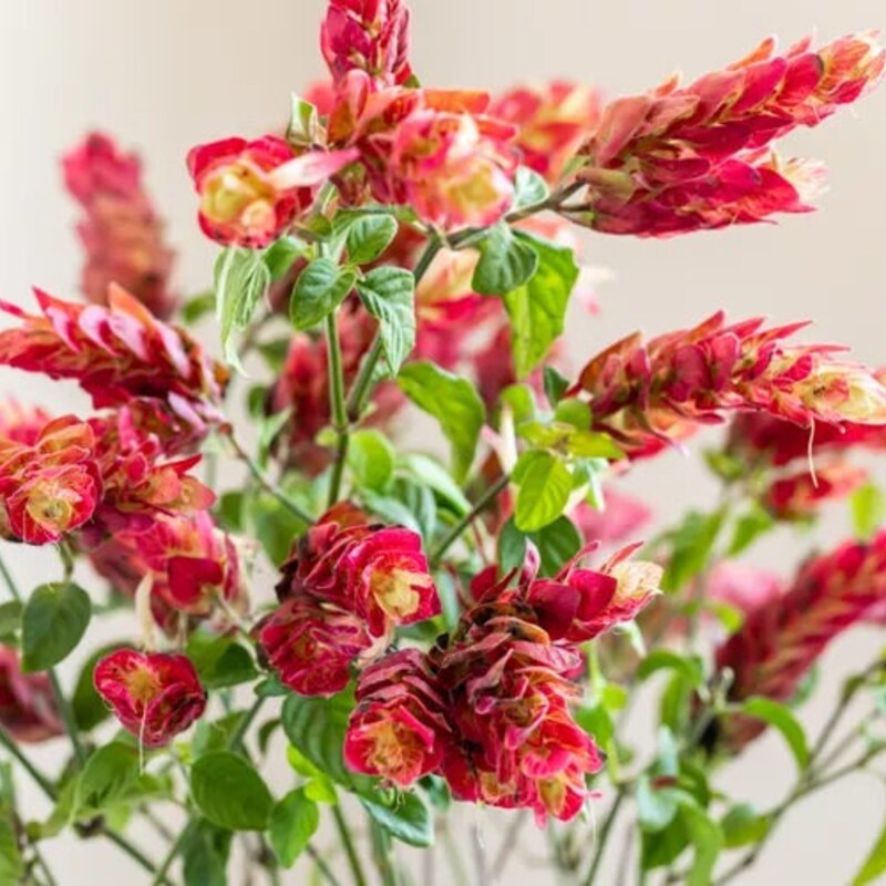 Blue Shrimp Plant - Etsy