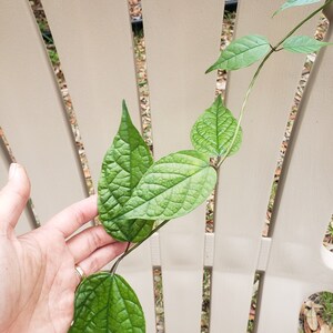 Live Well-rooted Java Red Bleeding Heart Vine Clerodendrum Delectum - Etsy