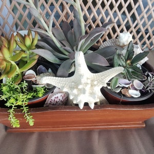 Star Fish, Sea Shells & Succulent Plant Arrangement in Wooden Box - Etsy