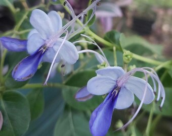 Blue Butterfly Clerodendrum- Live Plant - Etsy