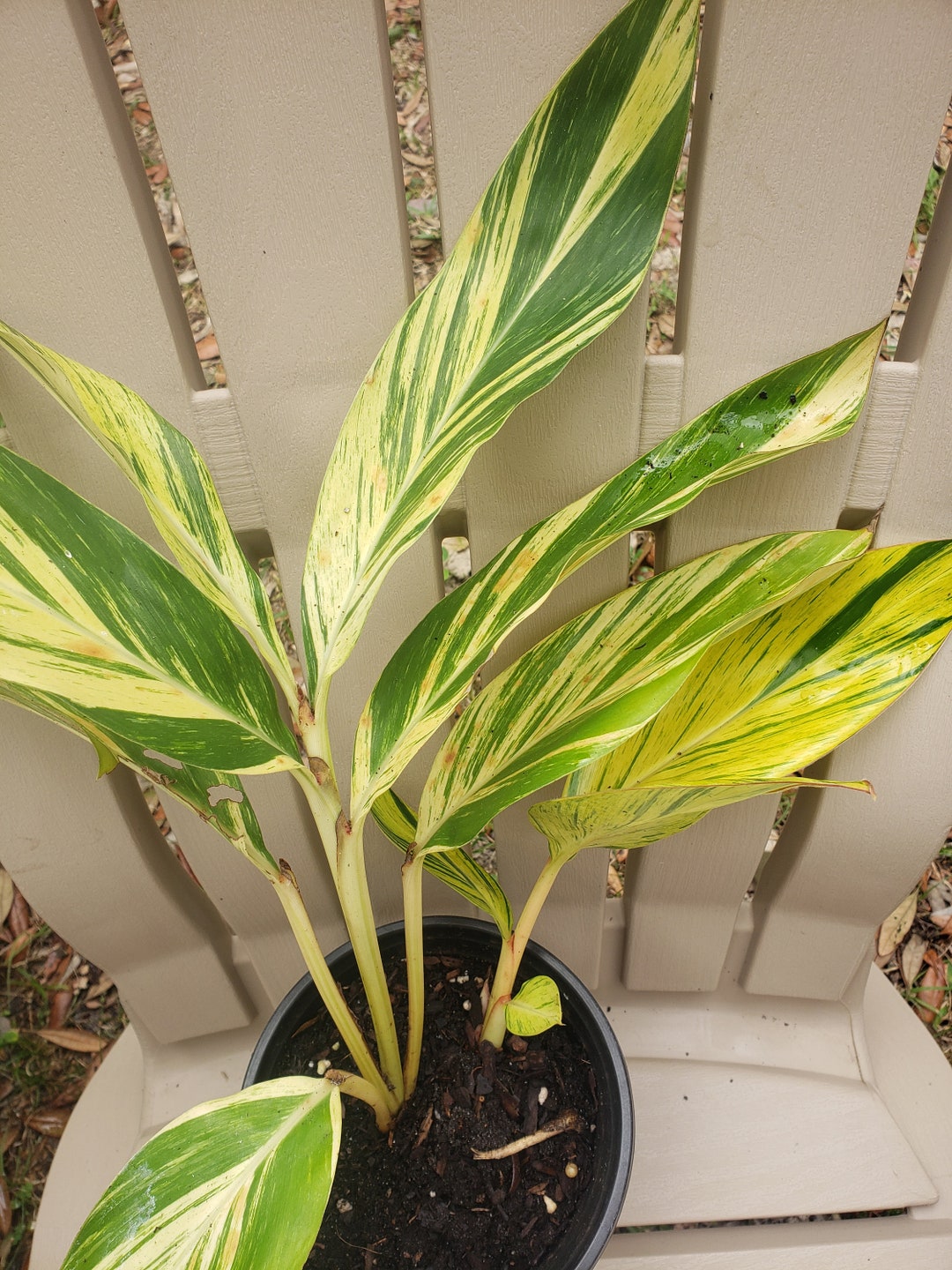 Well-rooted Variegated Shell Ginger Plant, Alpinia Zerumbet in 4 Inch ...