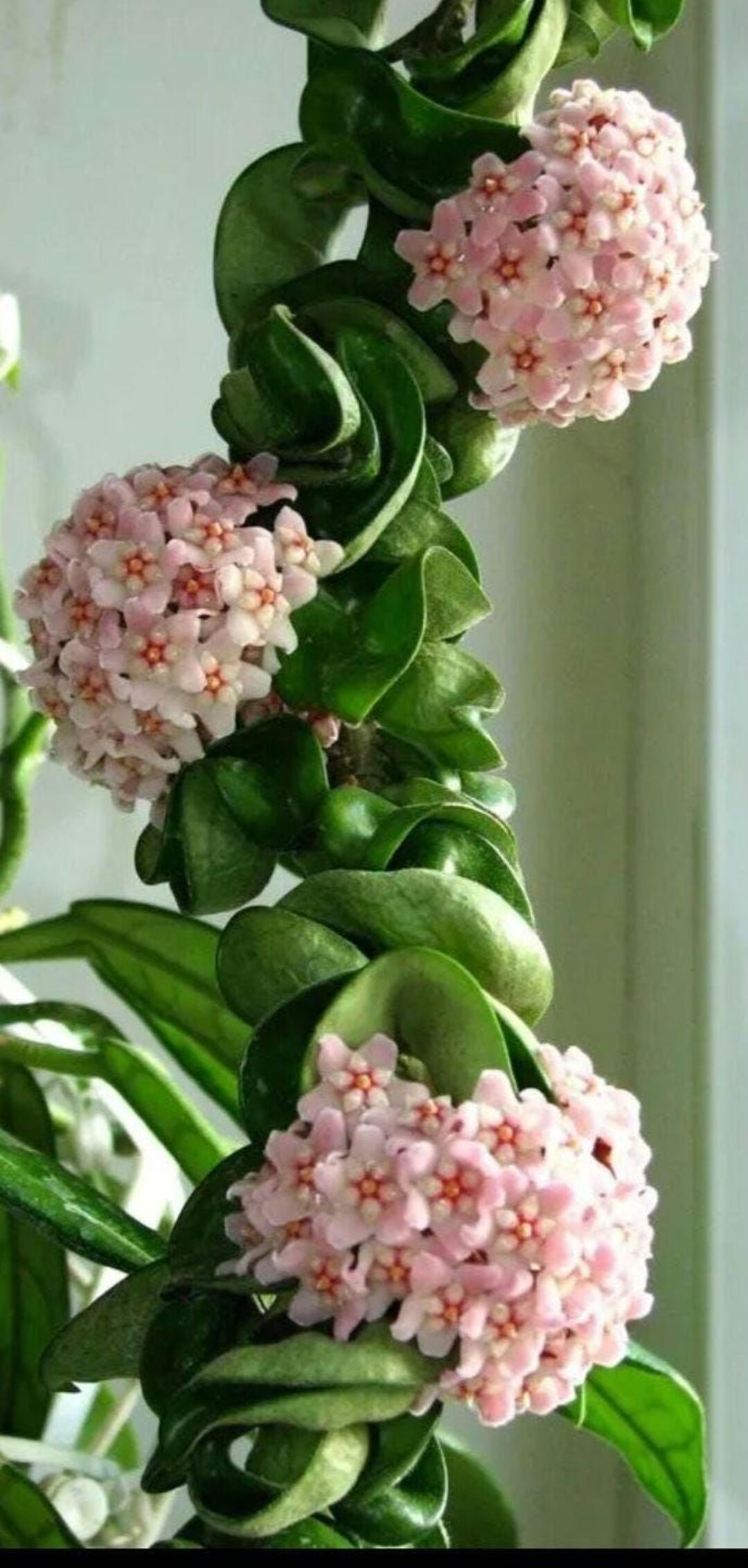 In 4" Pot Hindu Rope Hoya Carnosa Compacta - Etsy