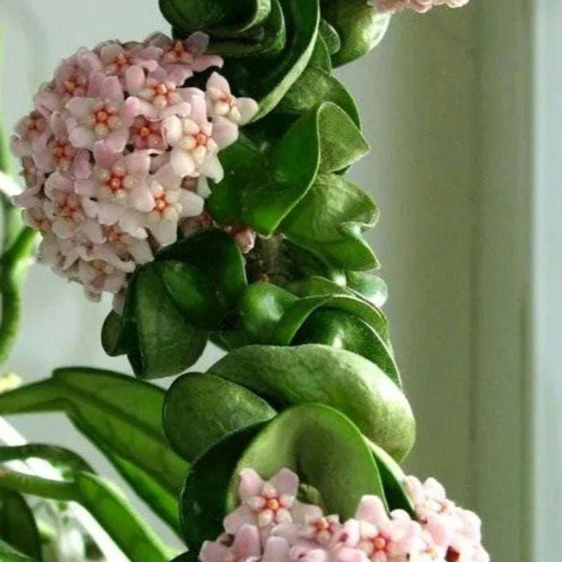 Hoya Rope Plant - Etsy