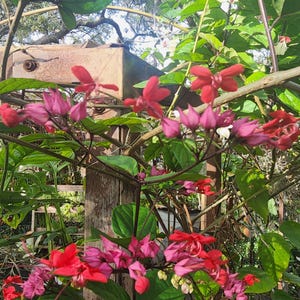 Live Well-rooted Java Red Bleeding Heart Vine Clerodendrum Delectum - Etsy