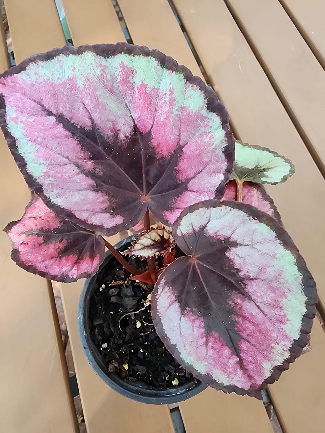 4" Pot Rare Variegated Begonia Rex "red Heart" Plant Painted Leaf Fancy ...