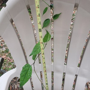 Live Well-rooted Java Red Bleeding Heart Vine Clerodendrum Delectum - Etsy